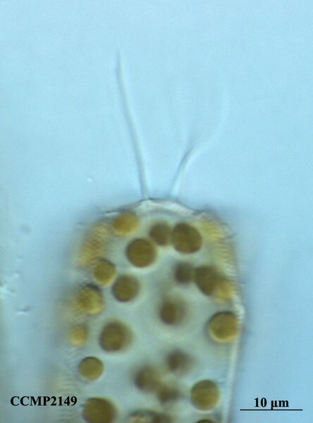 CCMP2149 | NCMA at Bigelow Laboratory